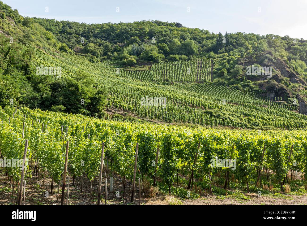 Vineyards of the winegrowing Ahr Valley, known for its red wine ...