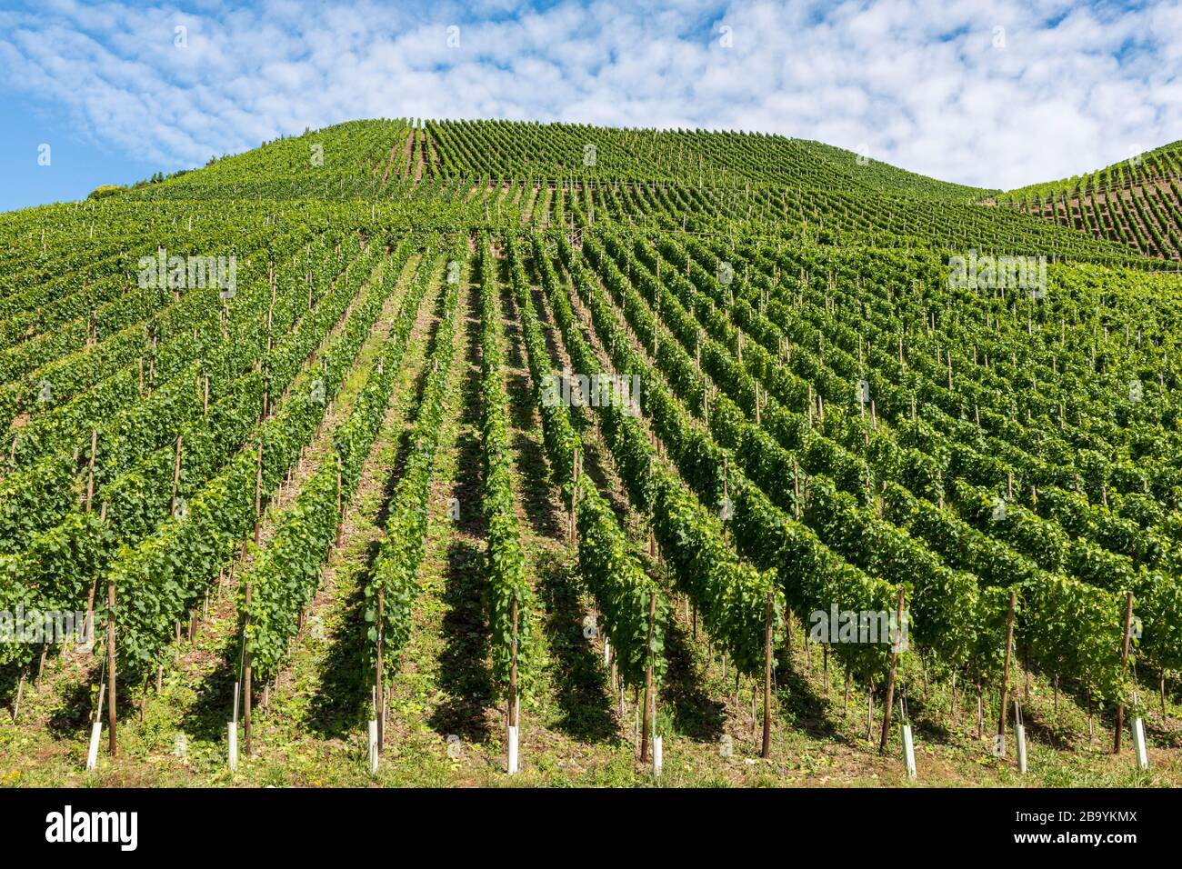 Vineyards of the winegrowing Ahr Valley, known for its red wine ...