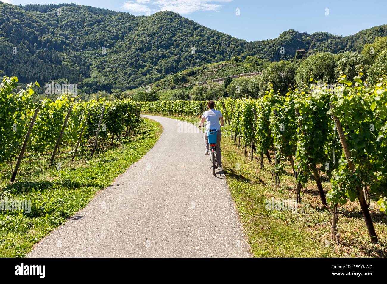 Tourist cycling through the vineyards of the winegrowing Ahr Valley ...