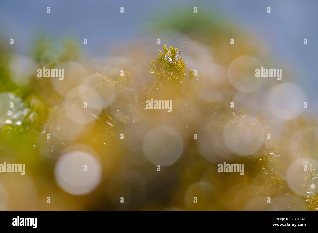 Common box hi-res stock photography and images - Alamy