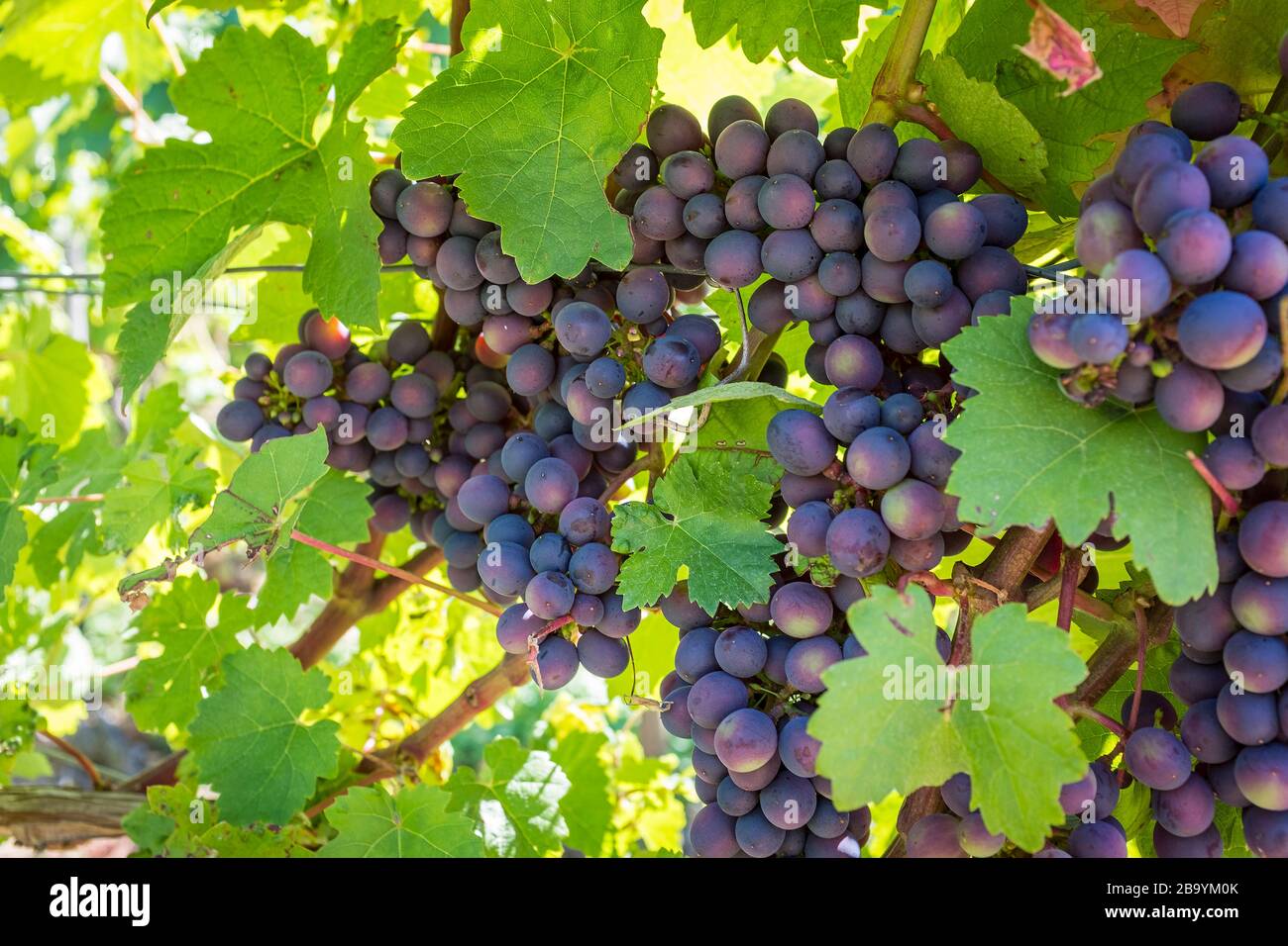 Grapes in the vineyards of the winegrowing Ahr Valley, known for its ...