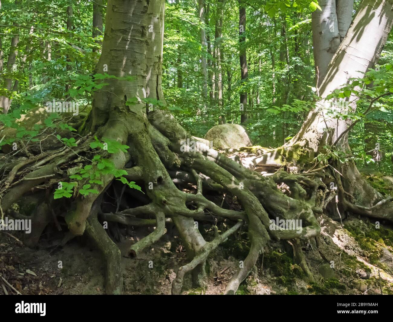 Tree root of a beech tree in a forest, Mecklenburg-Western Pomerania ...