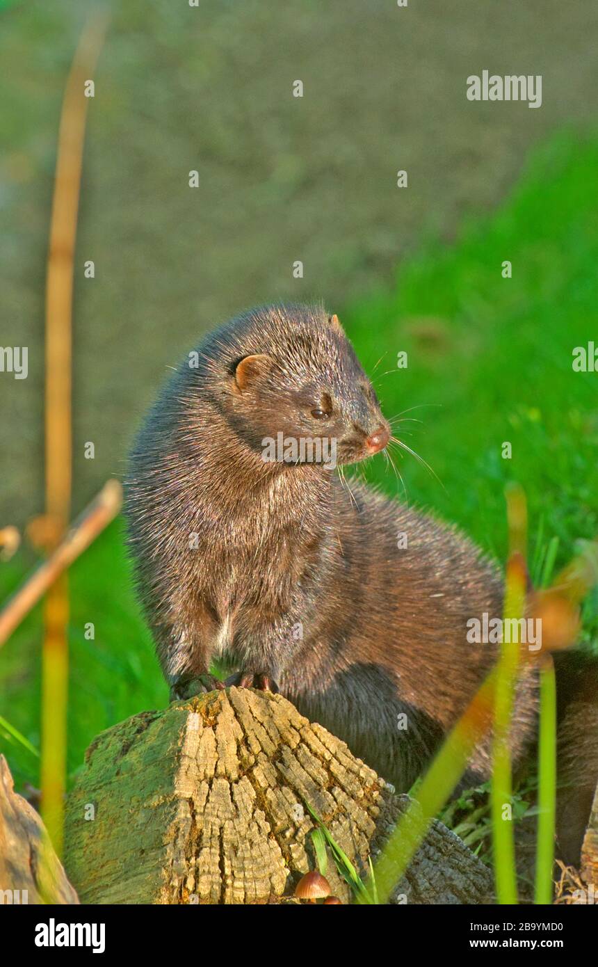 American Mink Mustela Vison High Resolution Stock Photography and ...