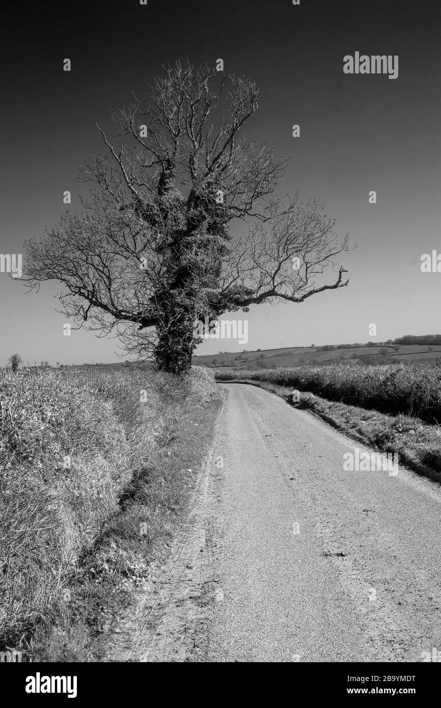 Old Oak (BW Stock Photo - Alamy