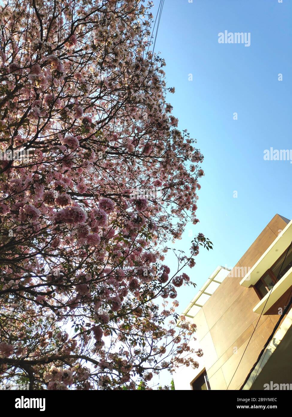 Poui trees hi-res stock photography and images - Alamy