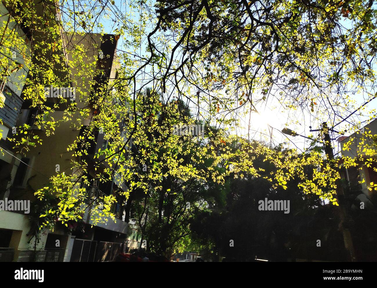 Dark nature background, beautiful spring scene, with the sun out and ...
