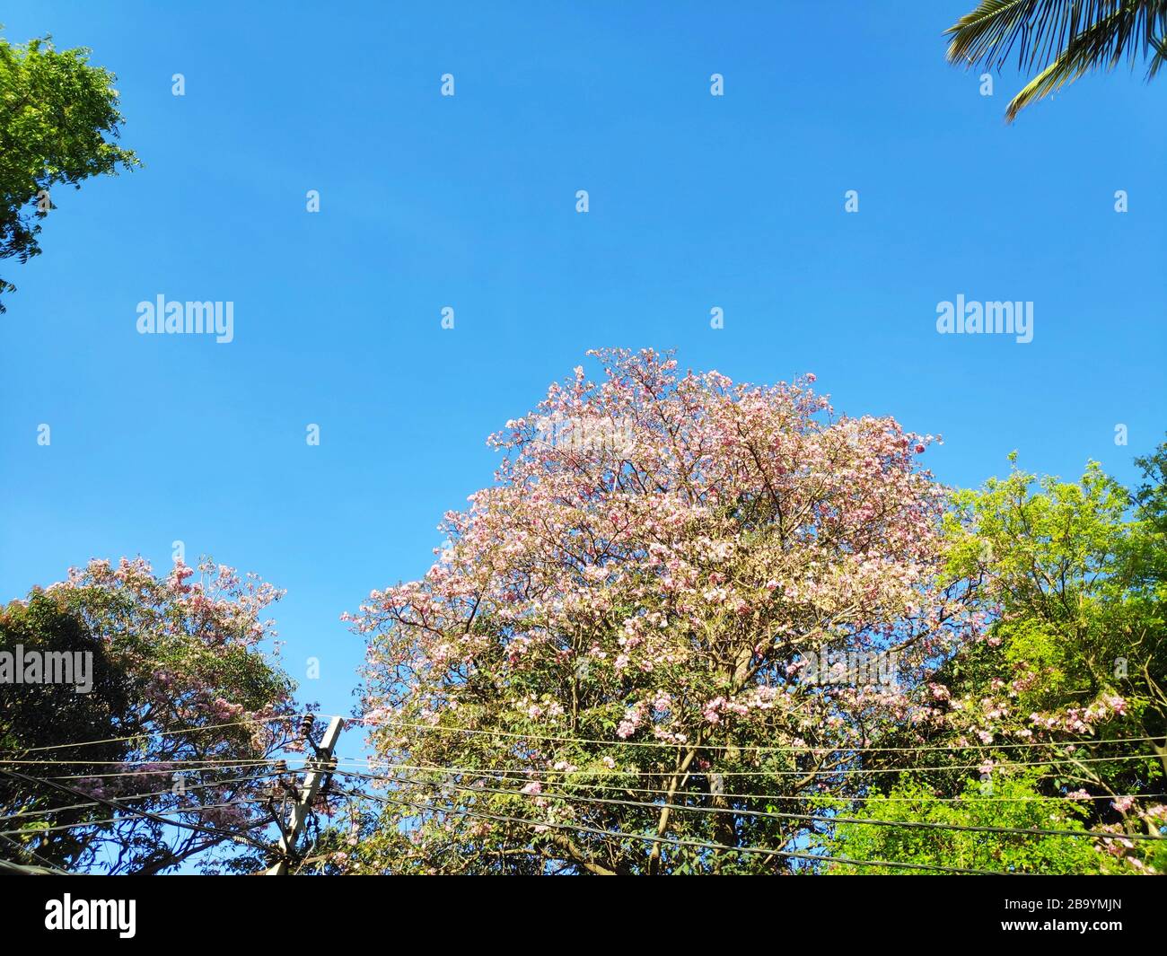 Tabebuia pink hi-res stock photography and images - Alamy