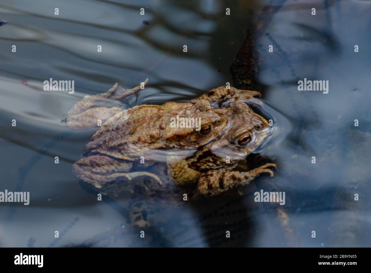 Toads mating in water hi-res stock photography and images - Alamy