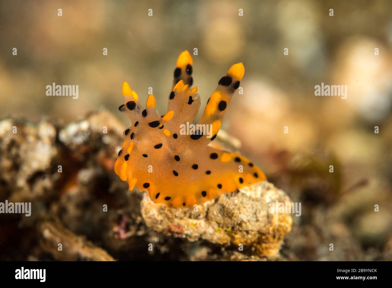 Underwater critter hi-res stock photography and images - Alamy