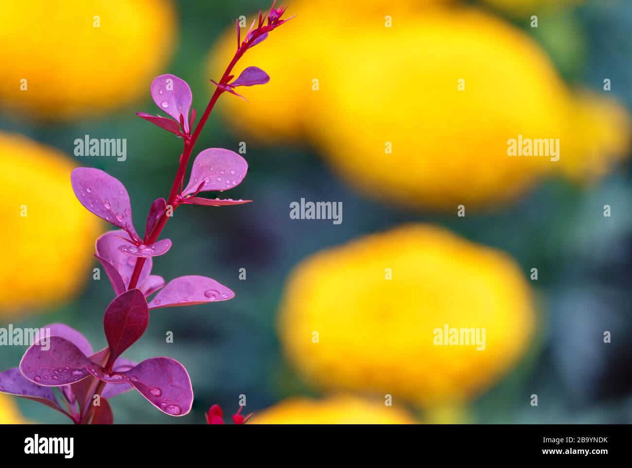 Red leaves of barberry with water drops on a background of yellow ...