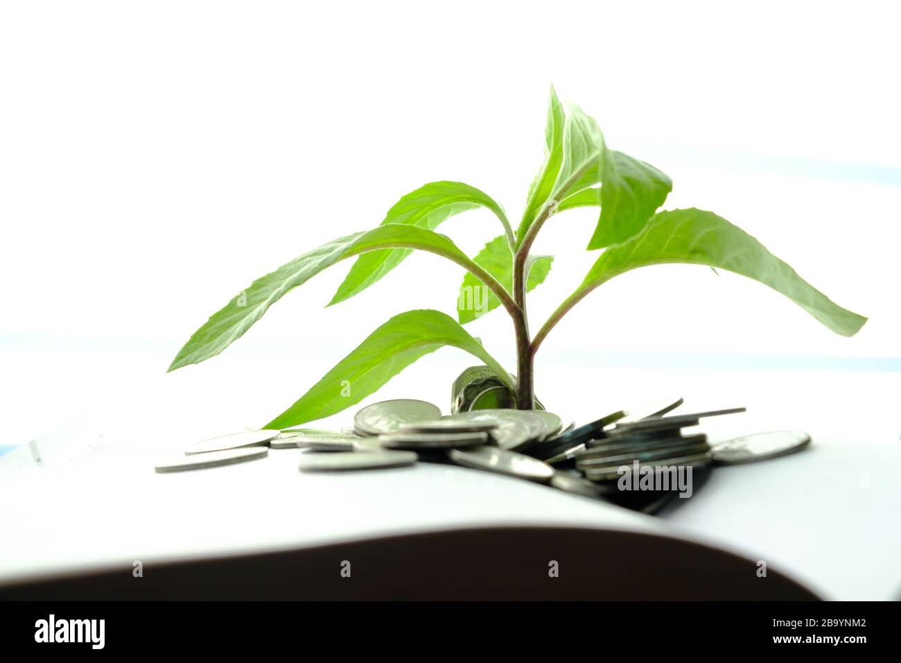 young plant growing with stack of coins Stock Photo - Alamy