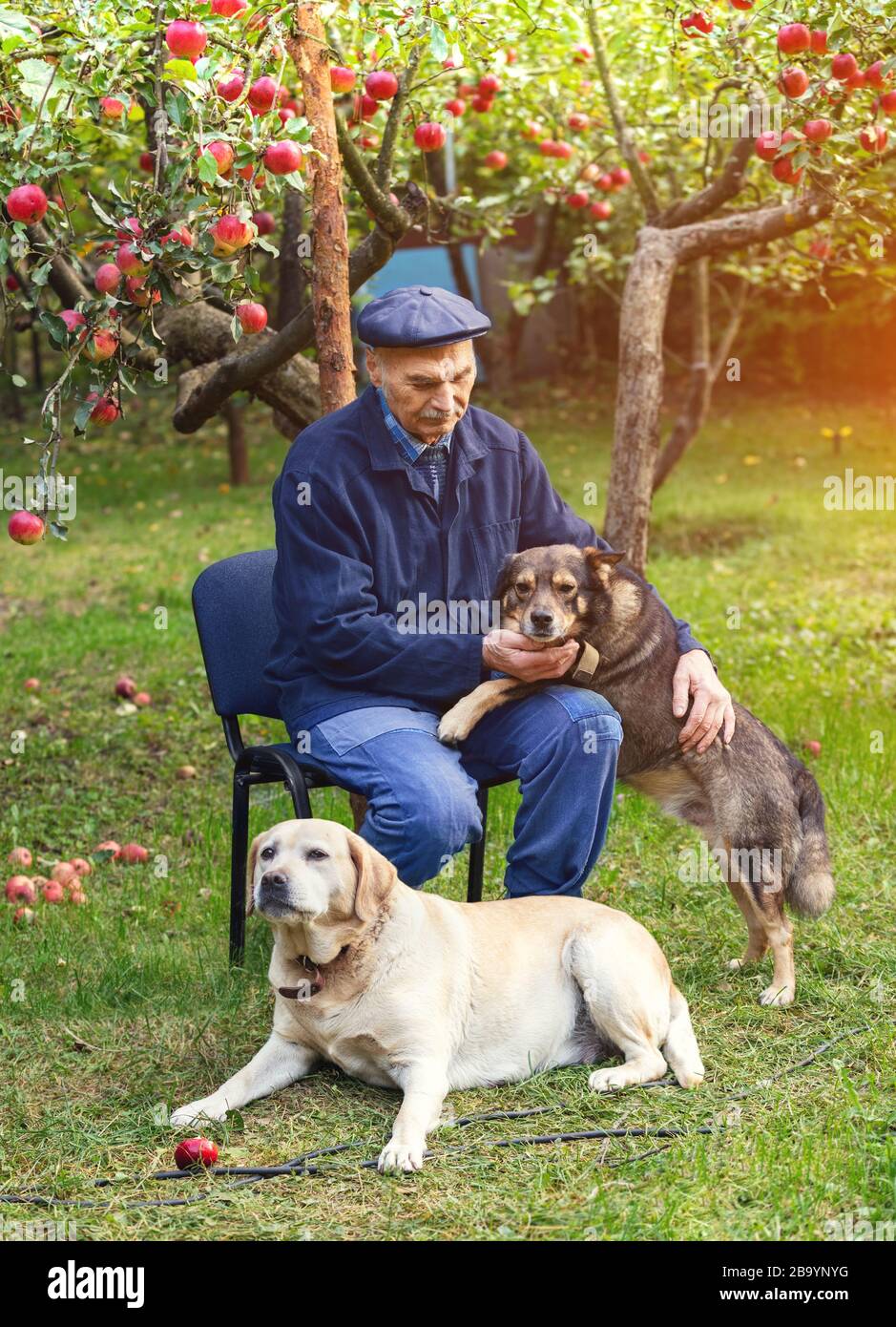 Elderly man and two dogs are best friends. Man sits in the orchard with ...