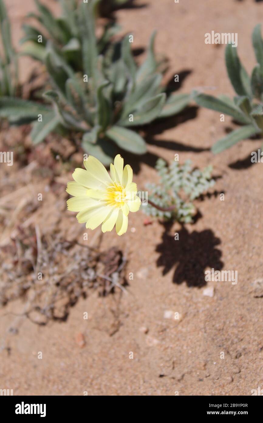 Less common than other Southern Mojave Desert native Spring annuals in ...