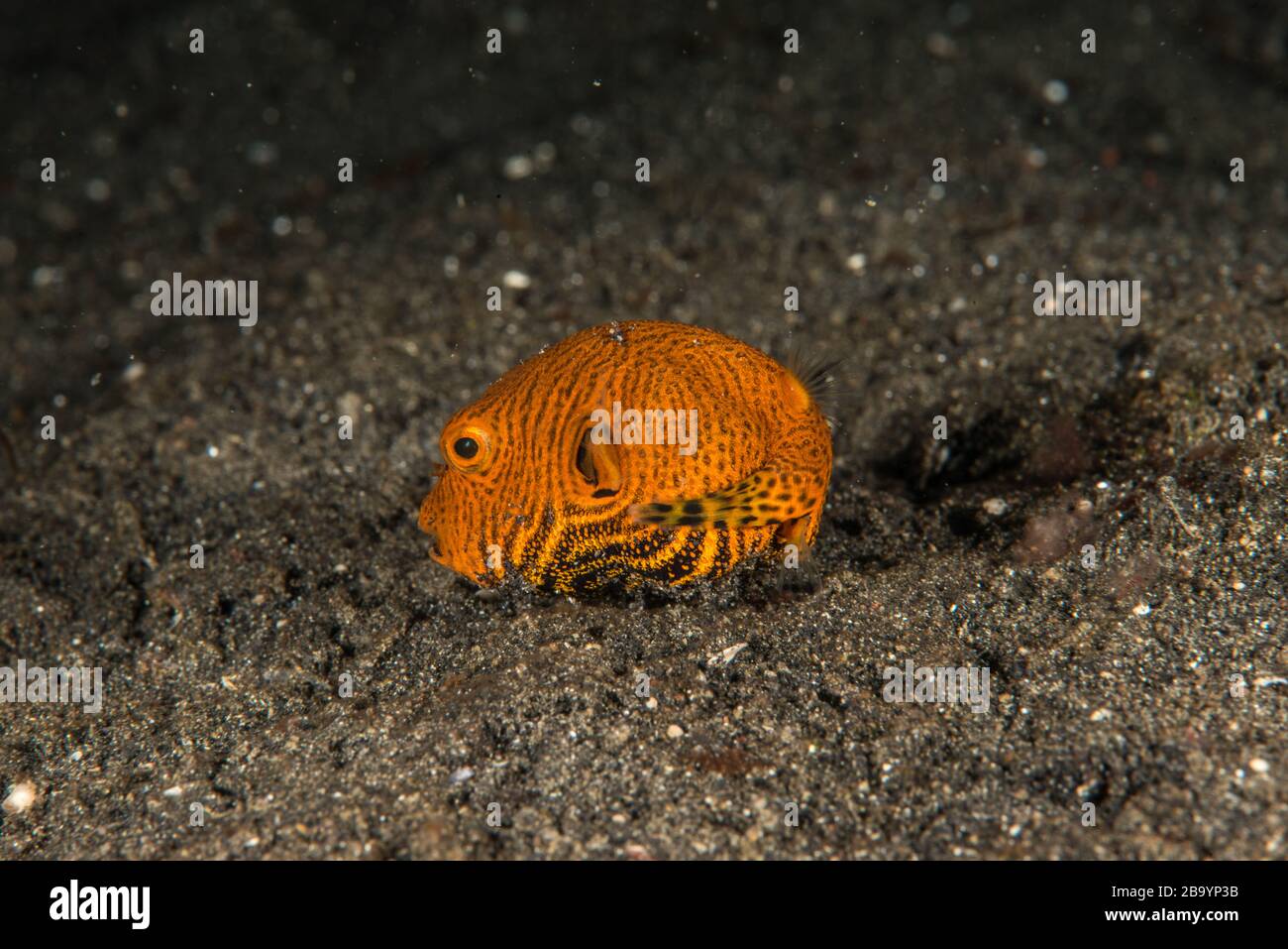 Small puffer fish hi-res stock photography and images - Alamy