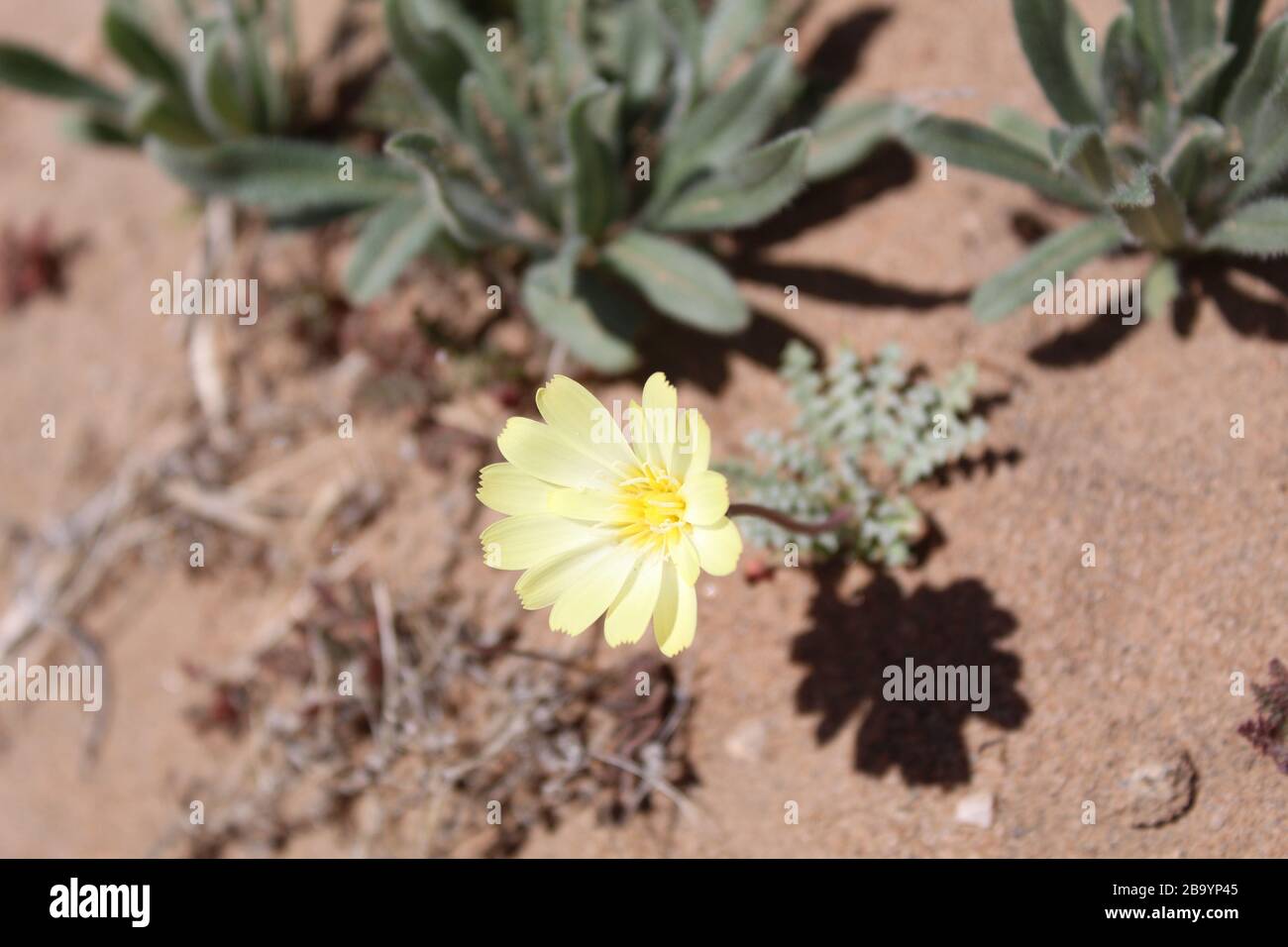 Scale tree hi-res stock photography and images - Alamy