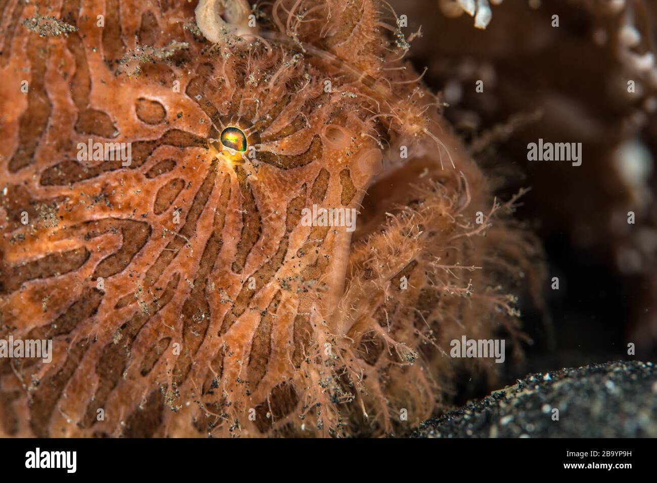 Critters of Lembeh - Underwater Macro Photography Stock Photo - Alamy