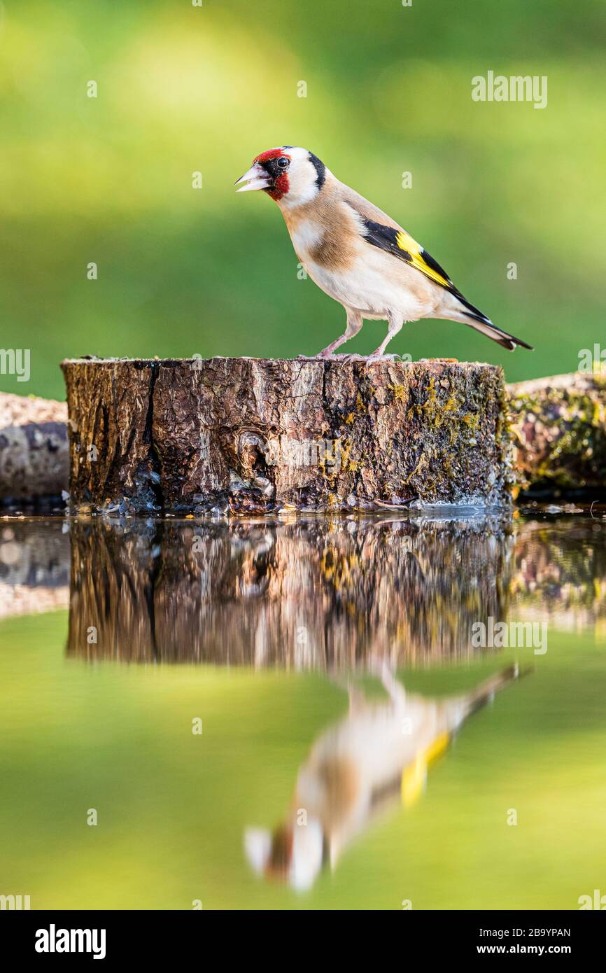 World finches hi-res stock photography and images - Alamy