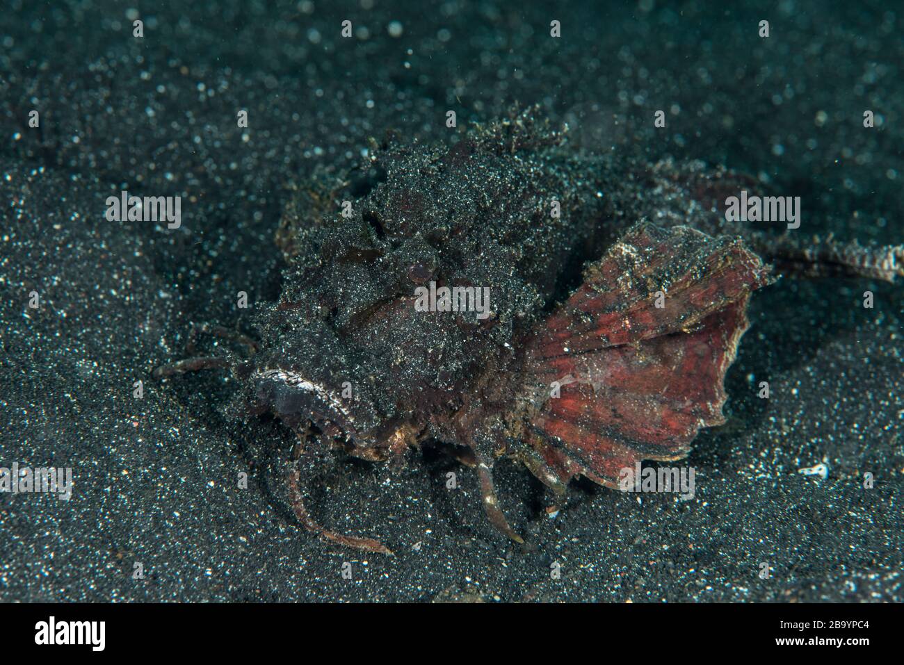 Critters of Lembeh - Underwater Macro Photography Stock Photo - Alamy