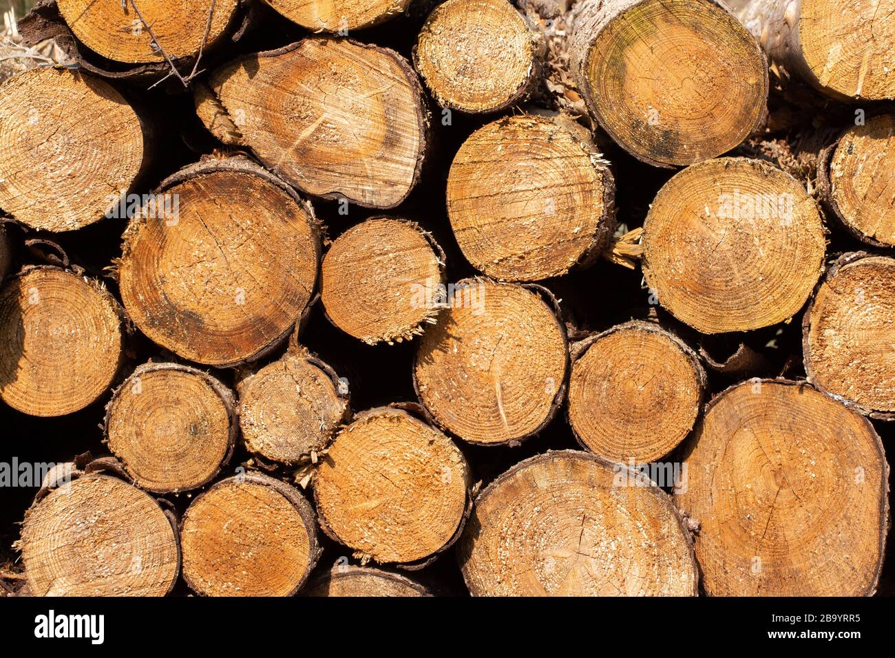 Stacked tree trunks pattern for background Stock Photo - Alamy