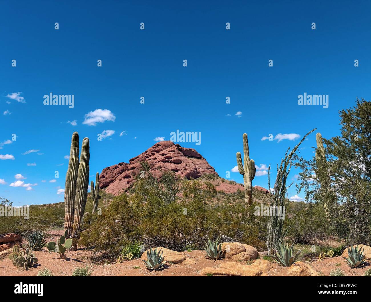 Scottsdale sonoran desert preserve hi-res stock photography and images ...