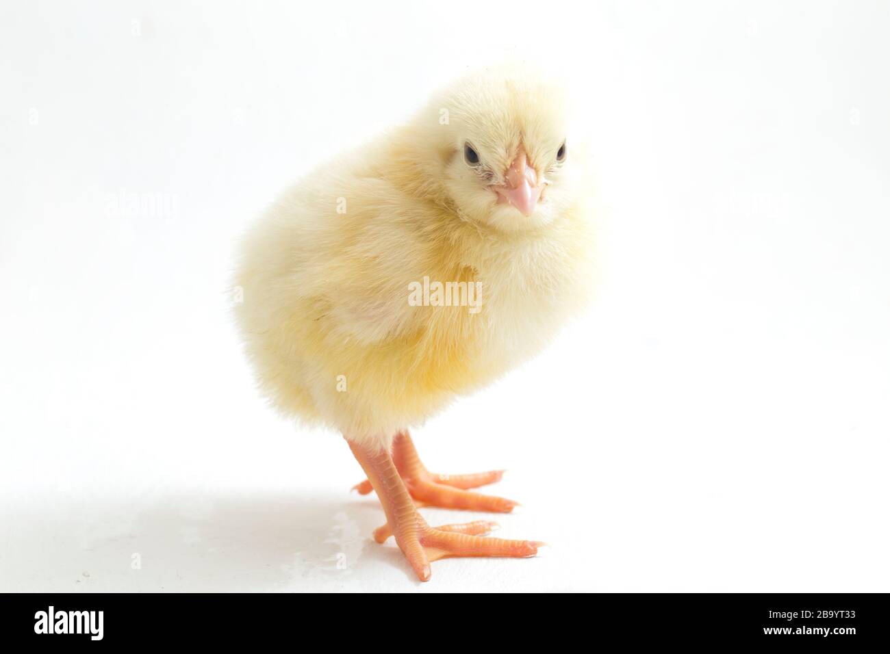 Cute little chicken isolated on white background Stock Photo - Alamy