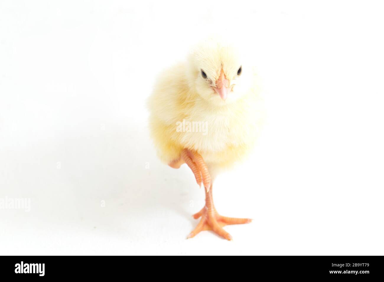 Cute little chicken isolated on white background Stock Photo - Alamy