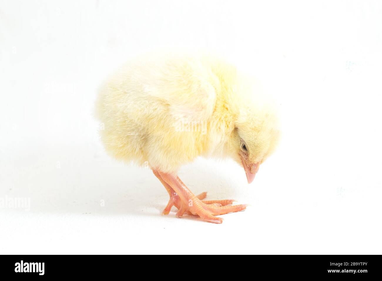 Cute little chicken isolated on white background Stock Photo - Alamy