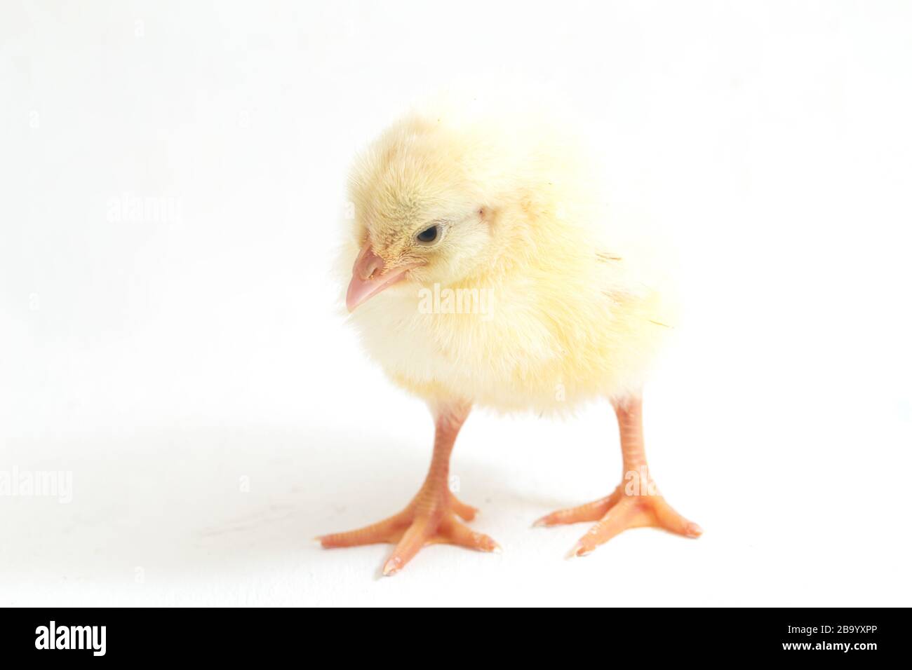 Cute little chicken isolated on white background Stock Photo - Alamy