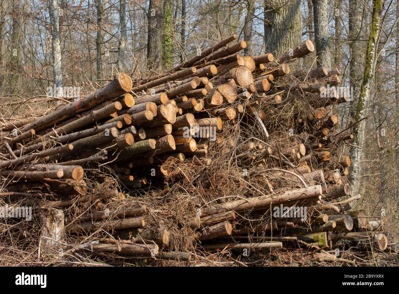 Stacked tree trunks ready to be transported to a sawmill Stock Photo ...