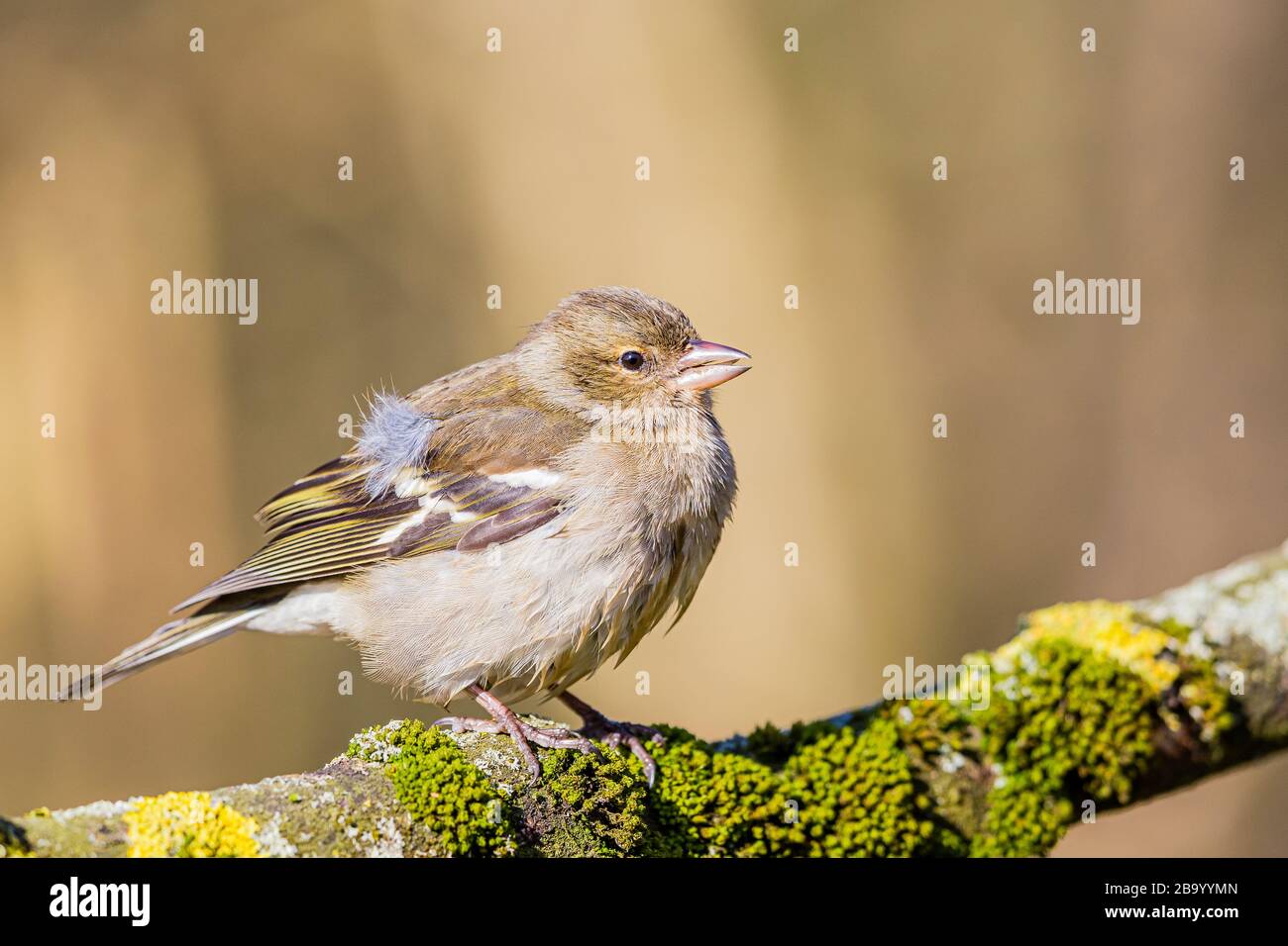 Female chaffinch foraging in spring sunshine in mid Wales Stock Photo ...