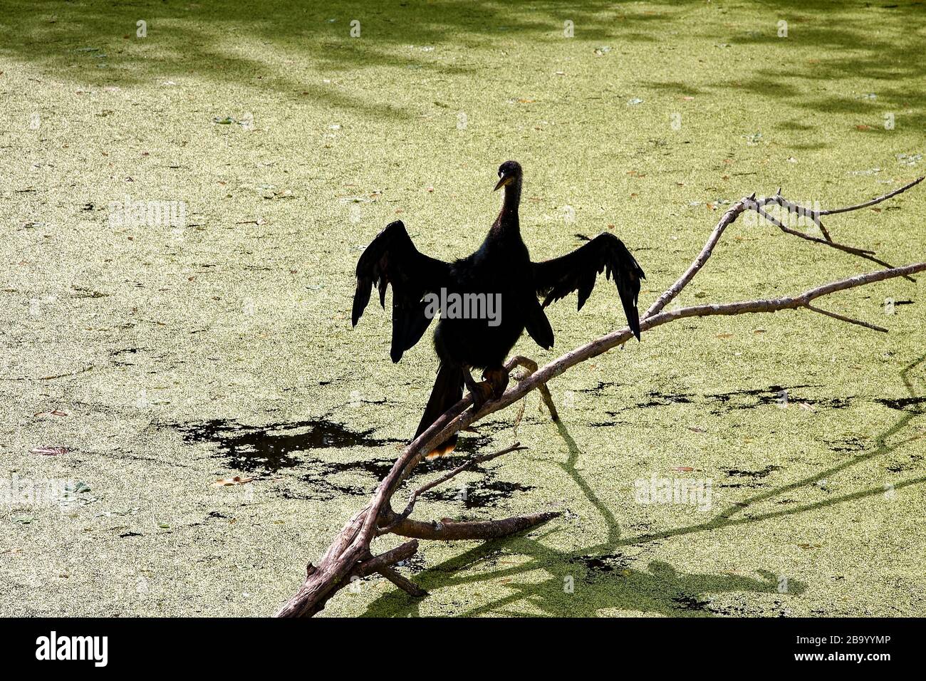 Anhinga on branch; silhouette, wings spread, bird, animal; nature ...