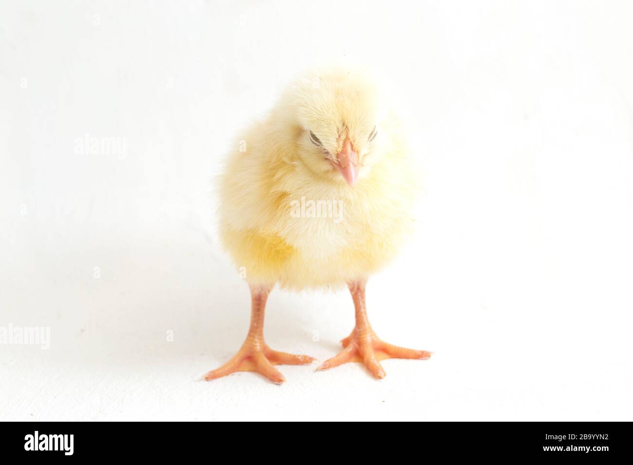 Cute little chicken isolated on white background Stock Photo - Alamy