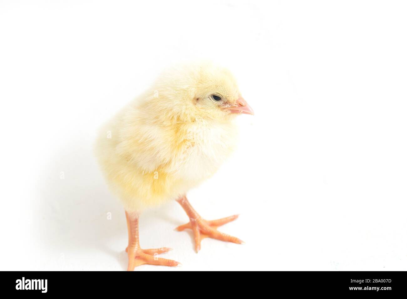 Cute little chicken isolated on white background Stock Photo - Alamy