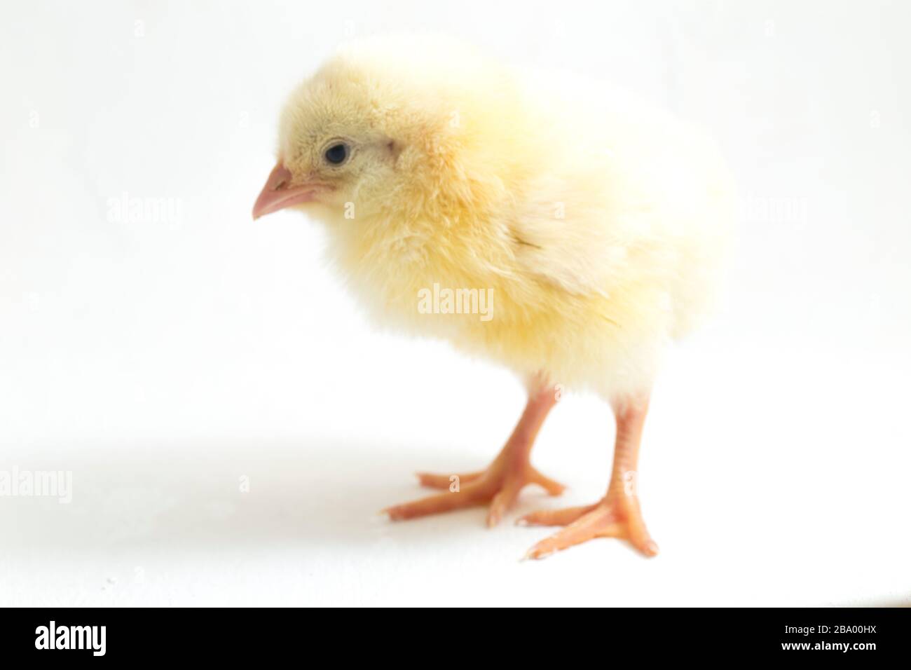 Cute little chicken isolated on white background Stock Photo - Alamy