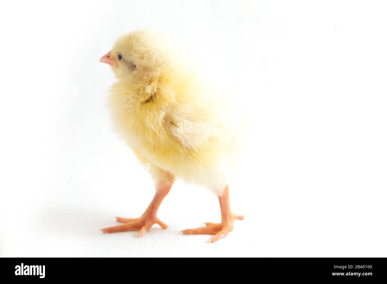Cute little chicken isolated on white background Stock Photo - Alamy