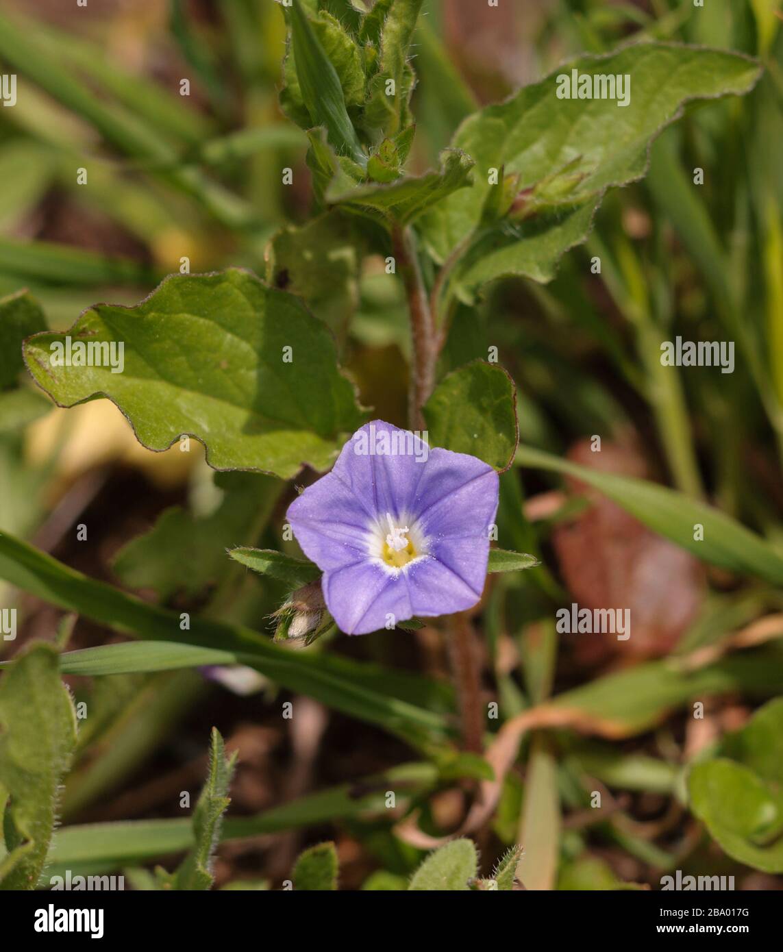 Convolvulus siculus hi-res stock photography and images - Alamy
