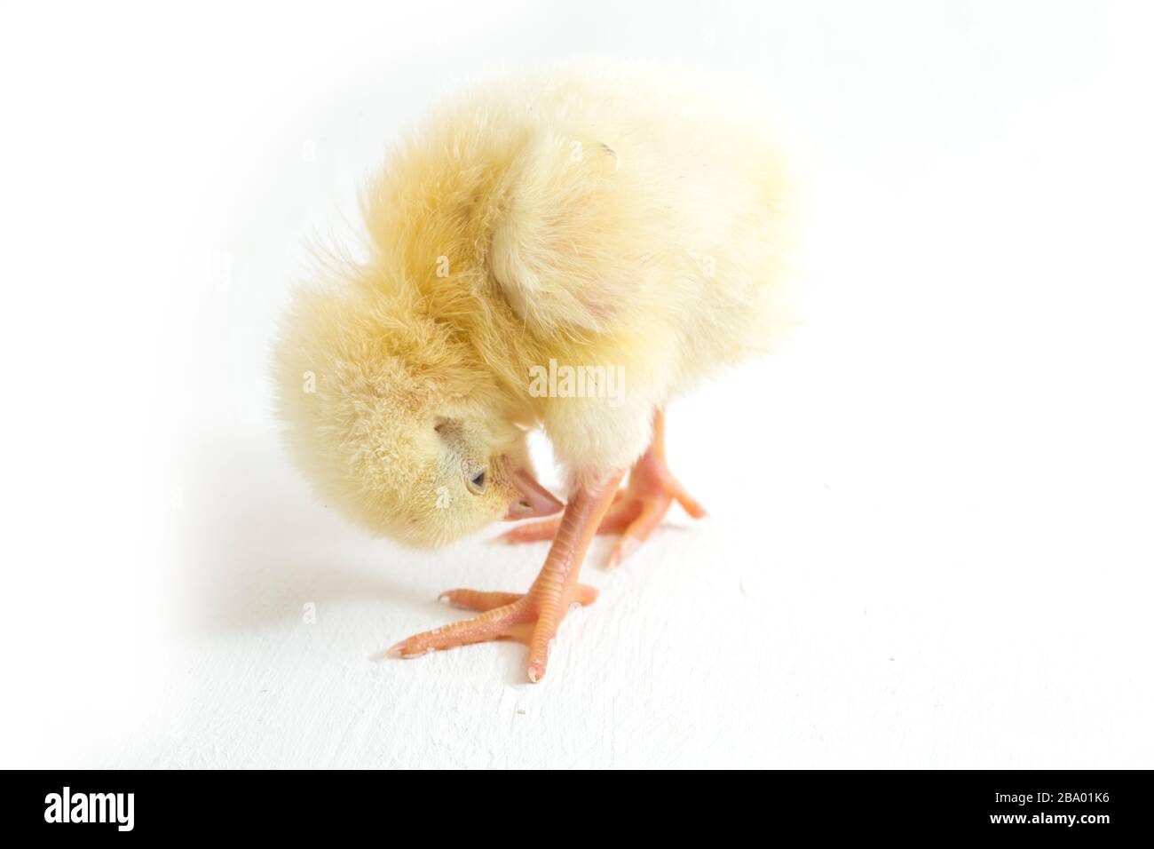 Cute little chicken isolated on white background Stock Photo - Alamy