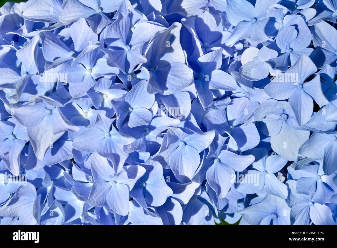 Beautiful light blue hydrangea hi-res stock photography and images - Alamy