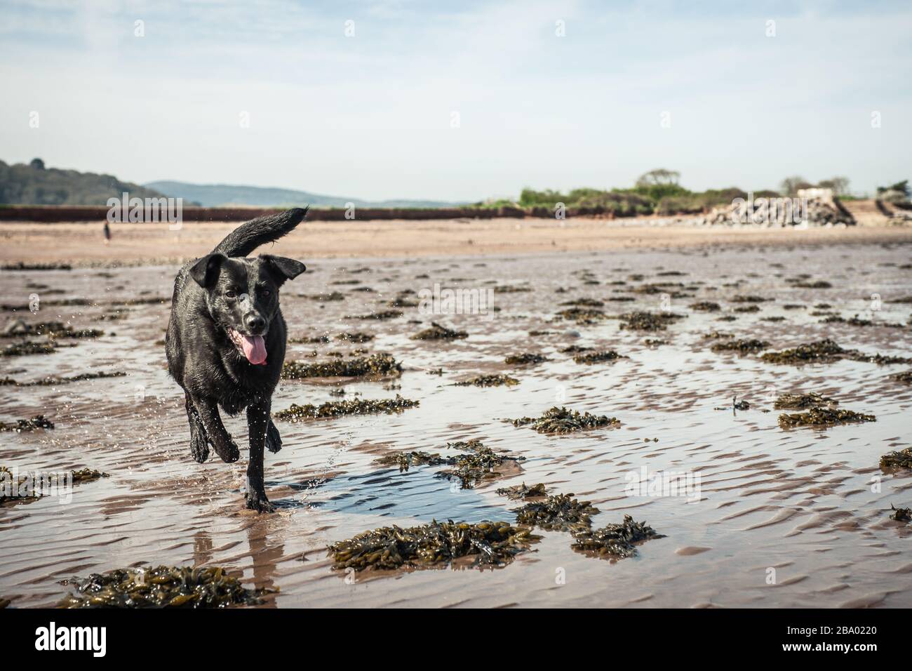 Dog running on beach Stock Photo - Alamy