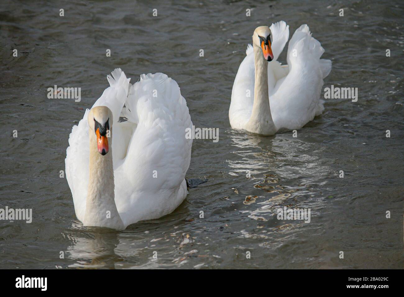 Swans swimming hi-res stock photography and images - Alamy