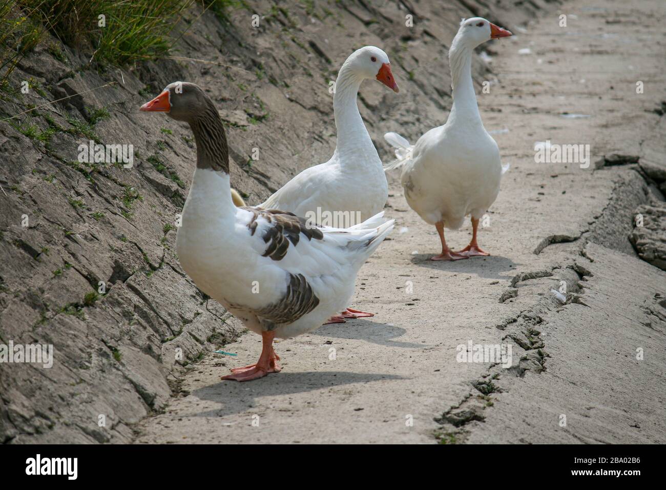 Three white and gray geese standing together Stock Photo - Alamy