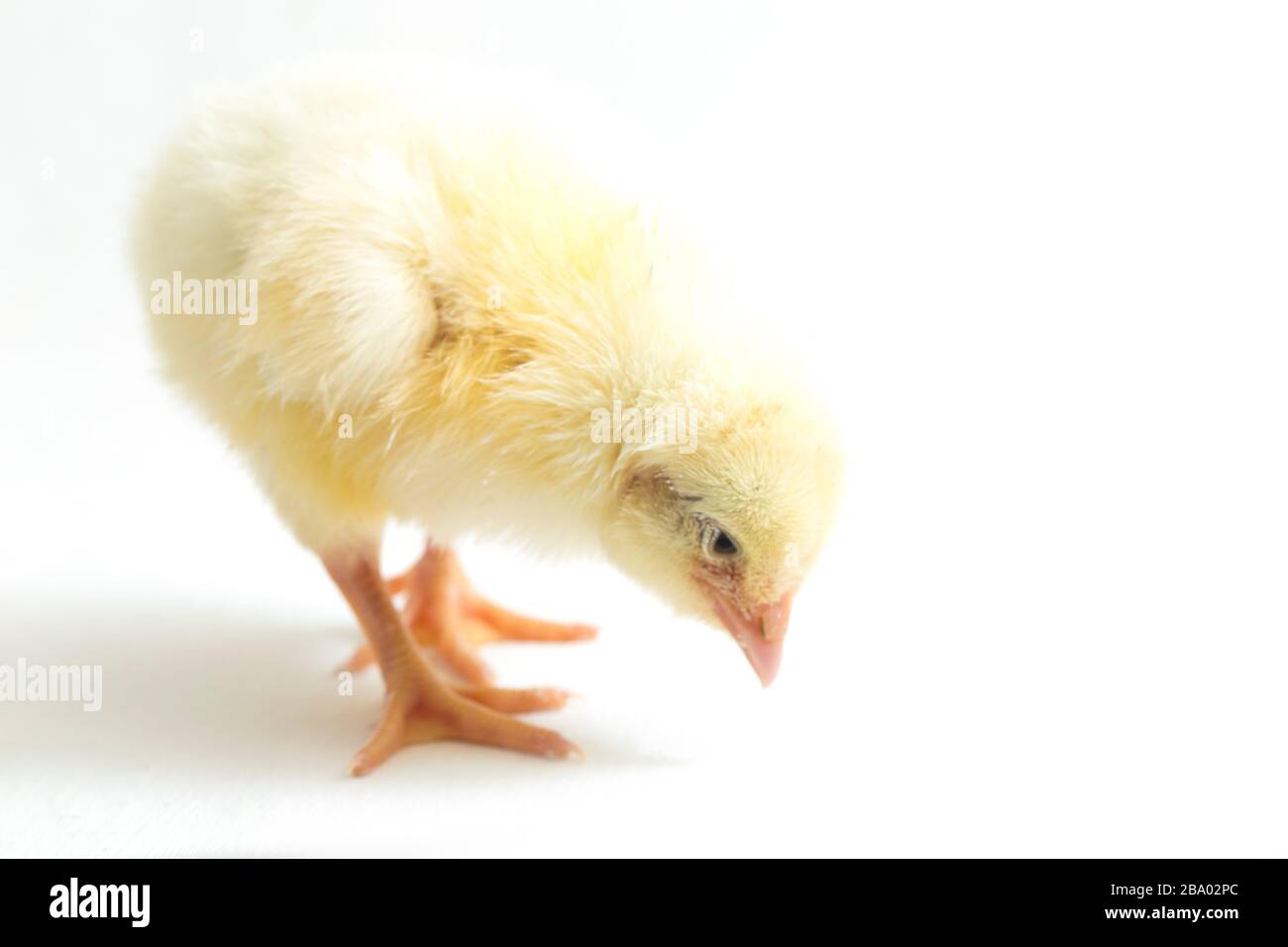 Cute little chicken isolated on white background Stock Photo - Alamy