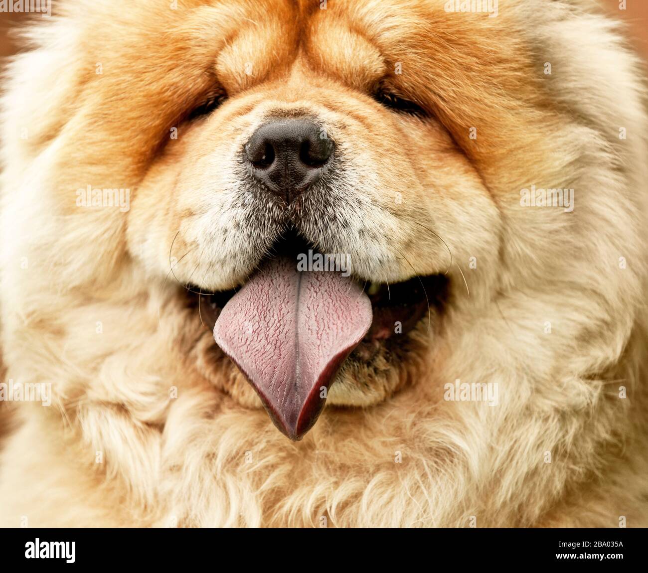 Prepare chow hi-res stock photography and images - Alamy