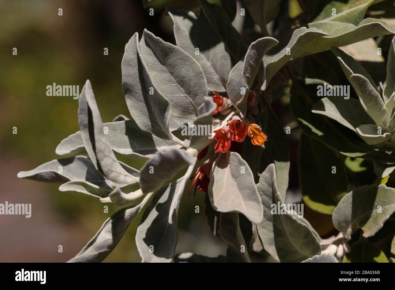 Teucrium heterophyllum hi-res stock photography and images - Alamy