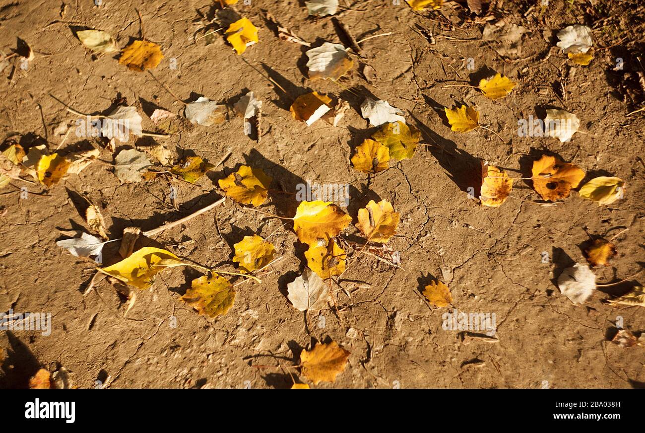 Yellow leaves texture hi-res stock photography and images - Alamy