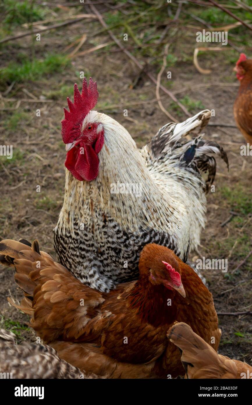 White polish rooster hi-res stock photography and images - Alamy