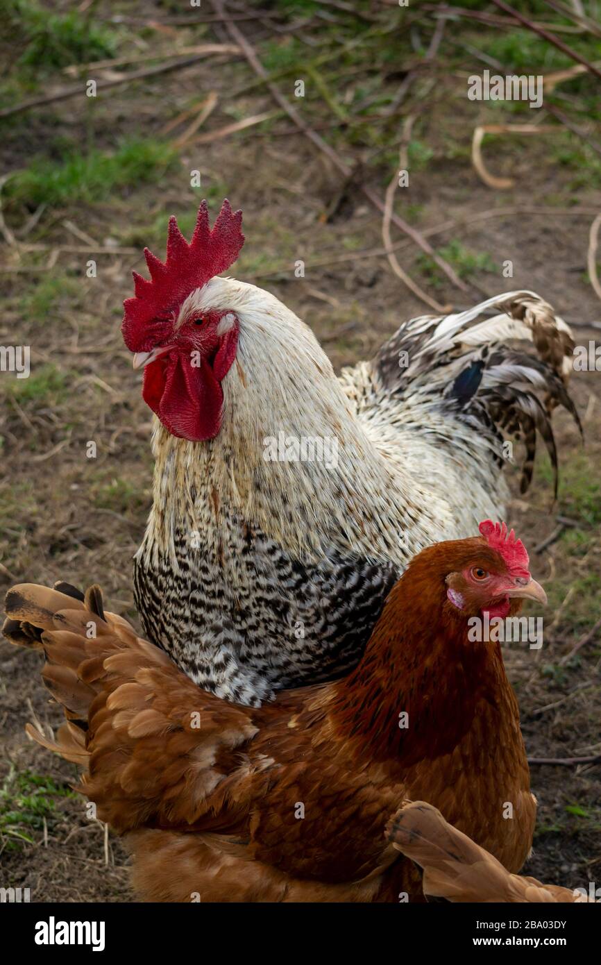 White polish rooster hi-res stock photography and images - Alamy