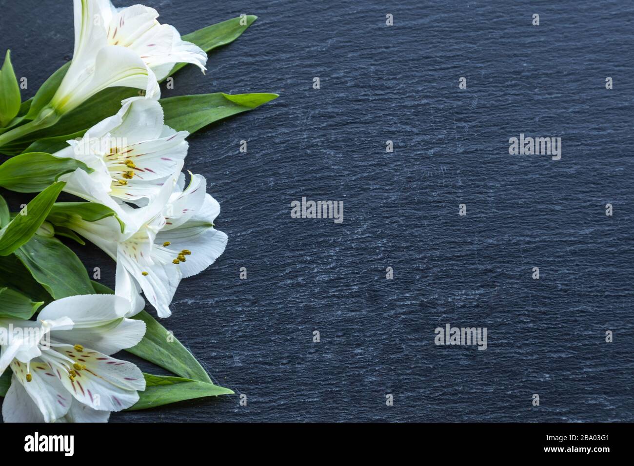 Background with White Alstroemeria flowers or Peruvian lily or Lily of ...