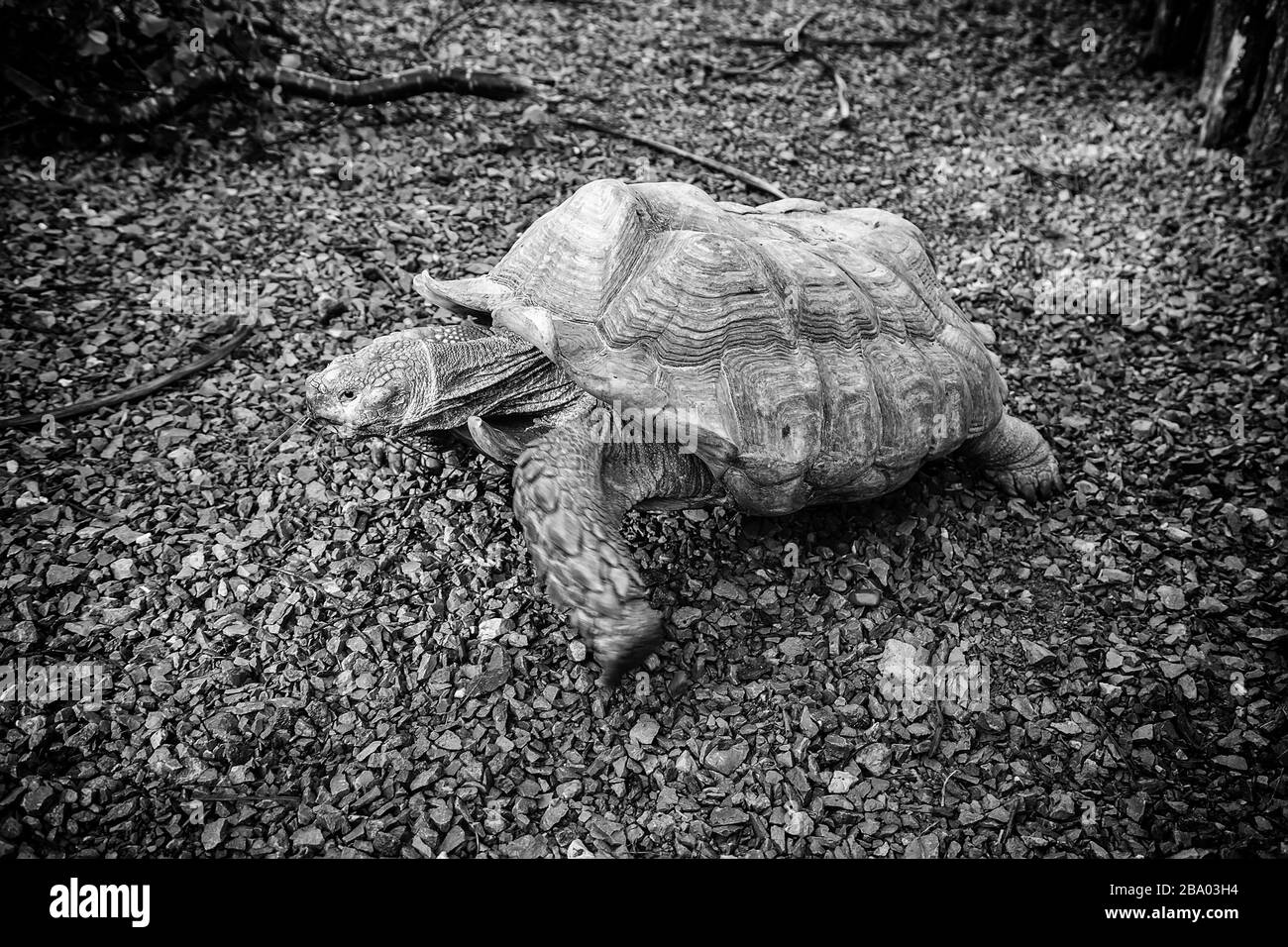 Wild turtle, exotic wild animal Stock Photo - Alamy