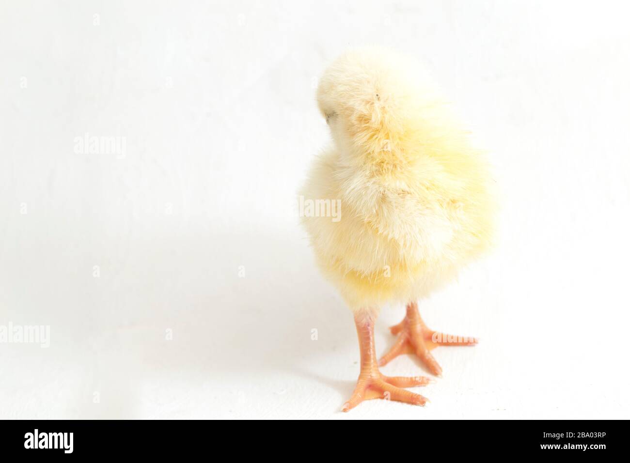 Cute little chicken isolated on white background Stock Photo - Alamy